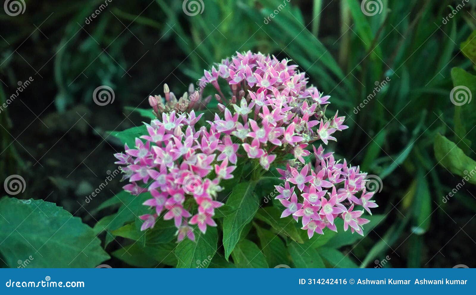 Groups of Small Flower in Garden India Stock Photo - Image of grassy ...