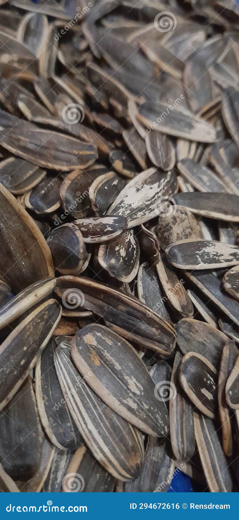 The Groups of Sunflower Sheet Stock Photo - Image of groups, sunflower ...