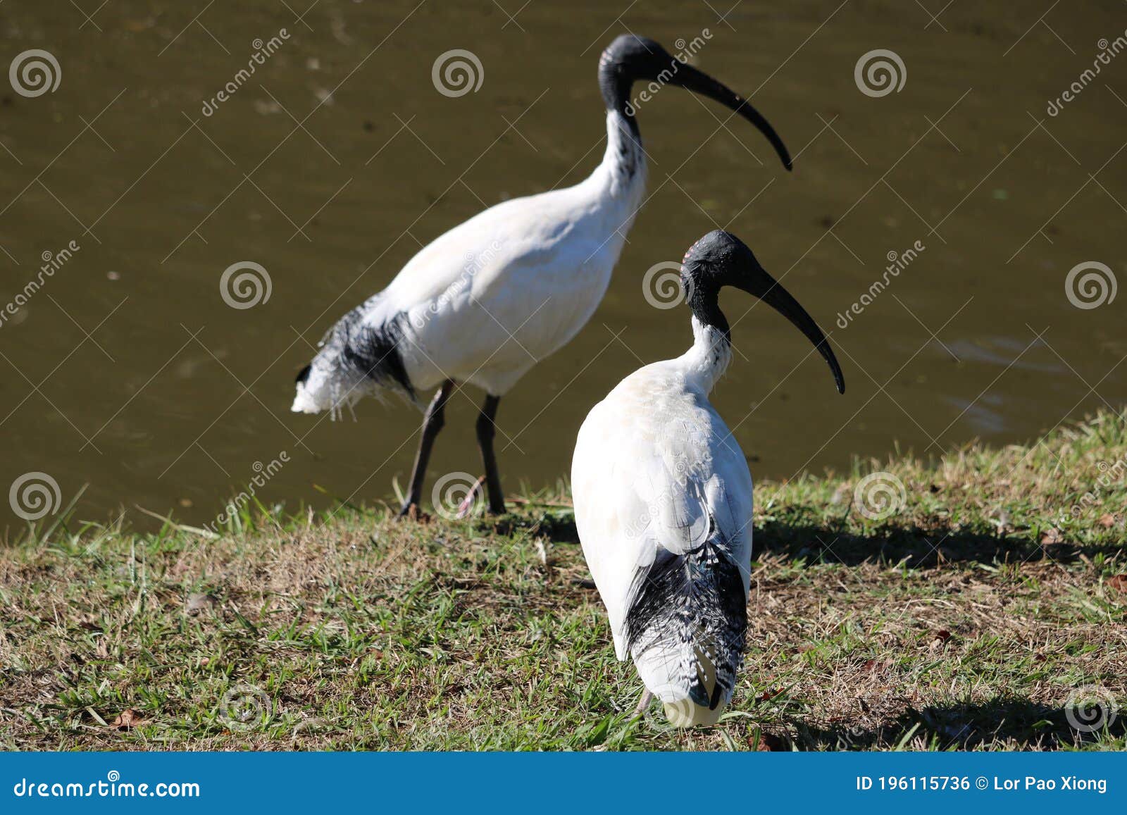 Australian Birds stock photo. Image of beautiful, australasian - 196115736