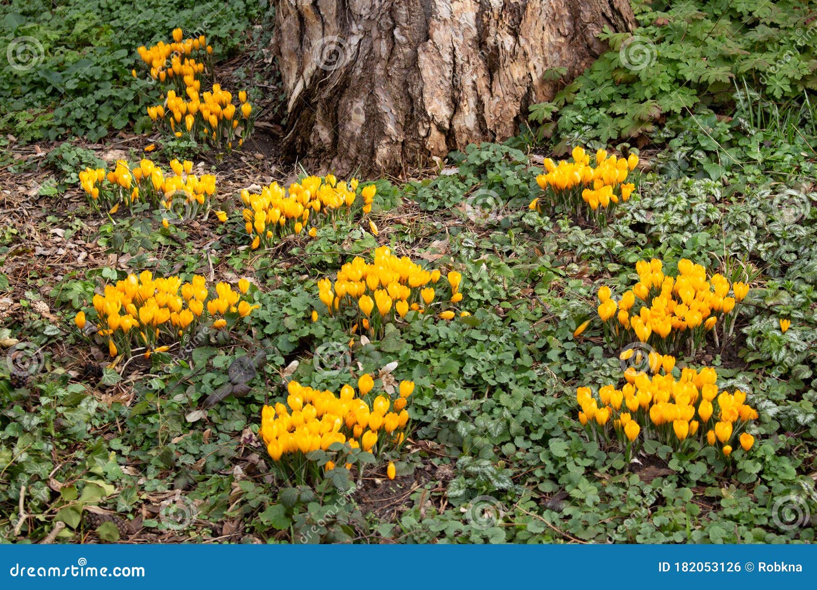 Groups of Yellow Crocus or Saffron Under a Tree, Crocus Flavus Stock ...
