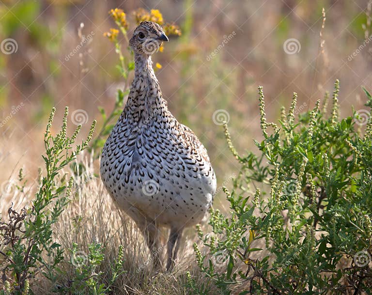 Grouse stock image. Image of park, grass, colored, animals - 26608305