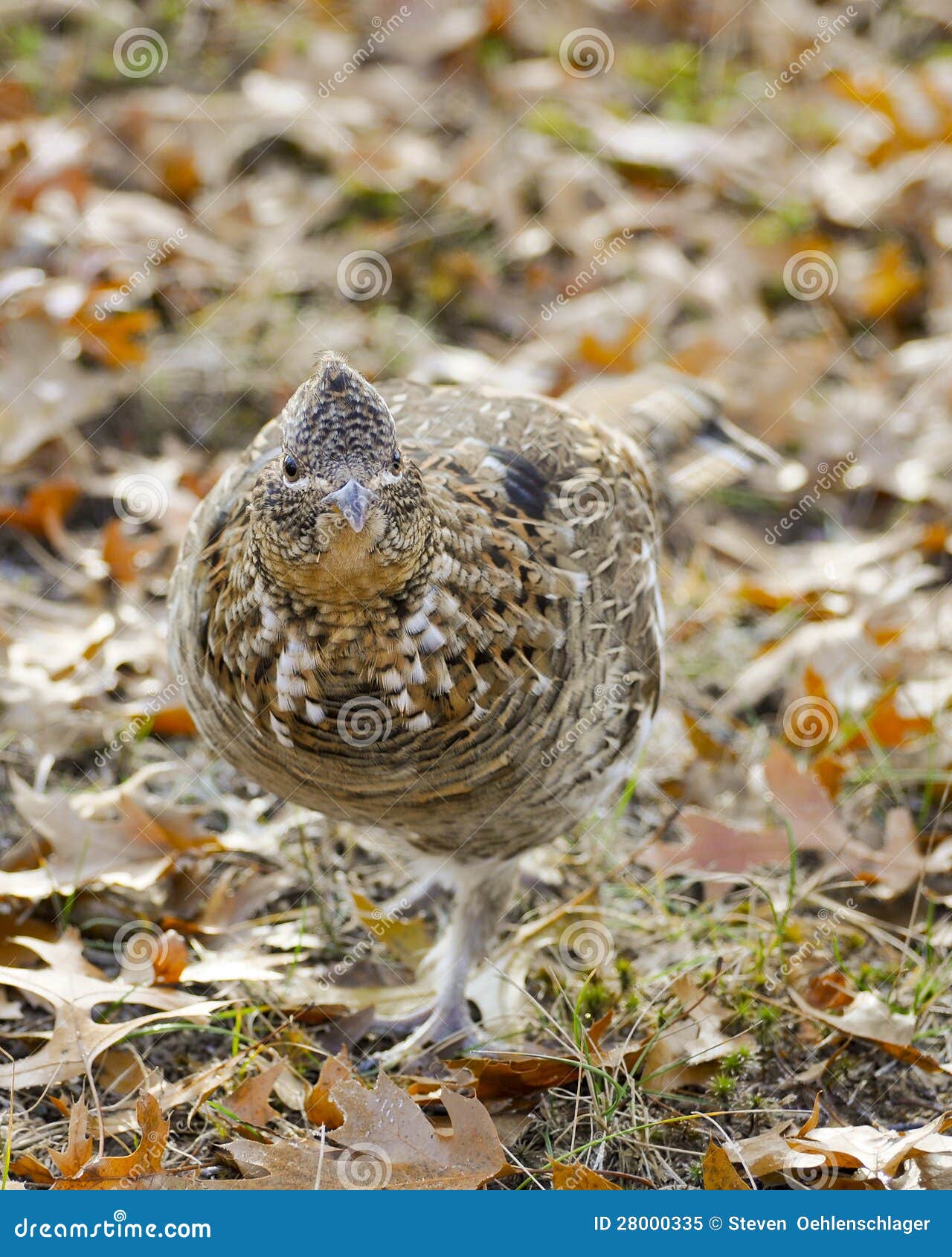 Grouse stock image. Image of grouse, bird, partridge - 28000335