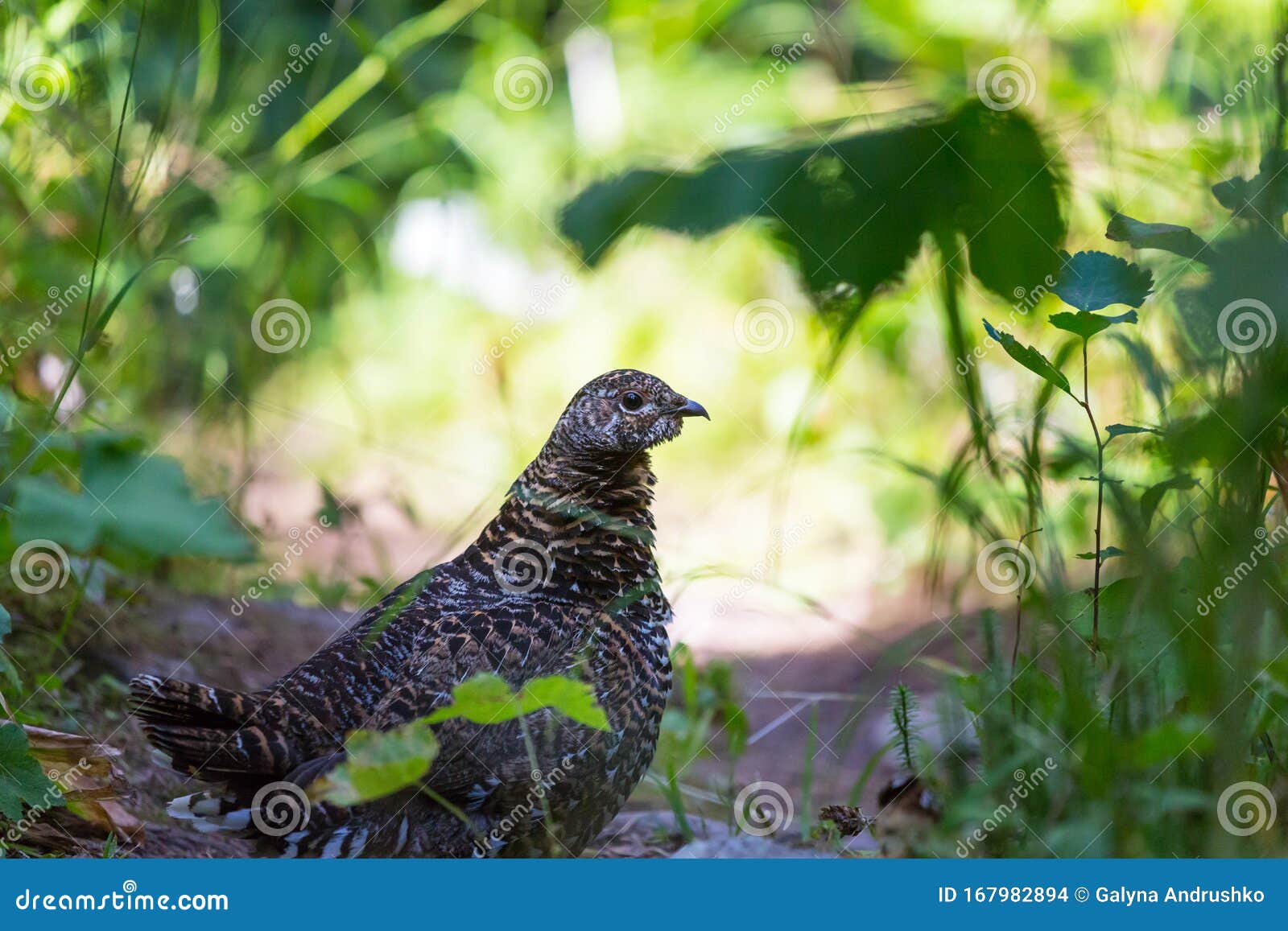 Grouse stock photo. Image of hunting, feather, close - 167982894