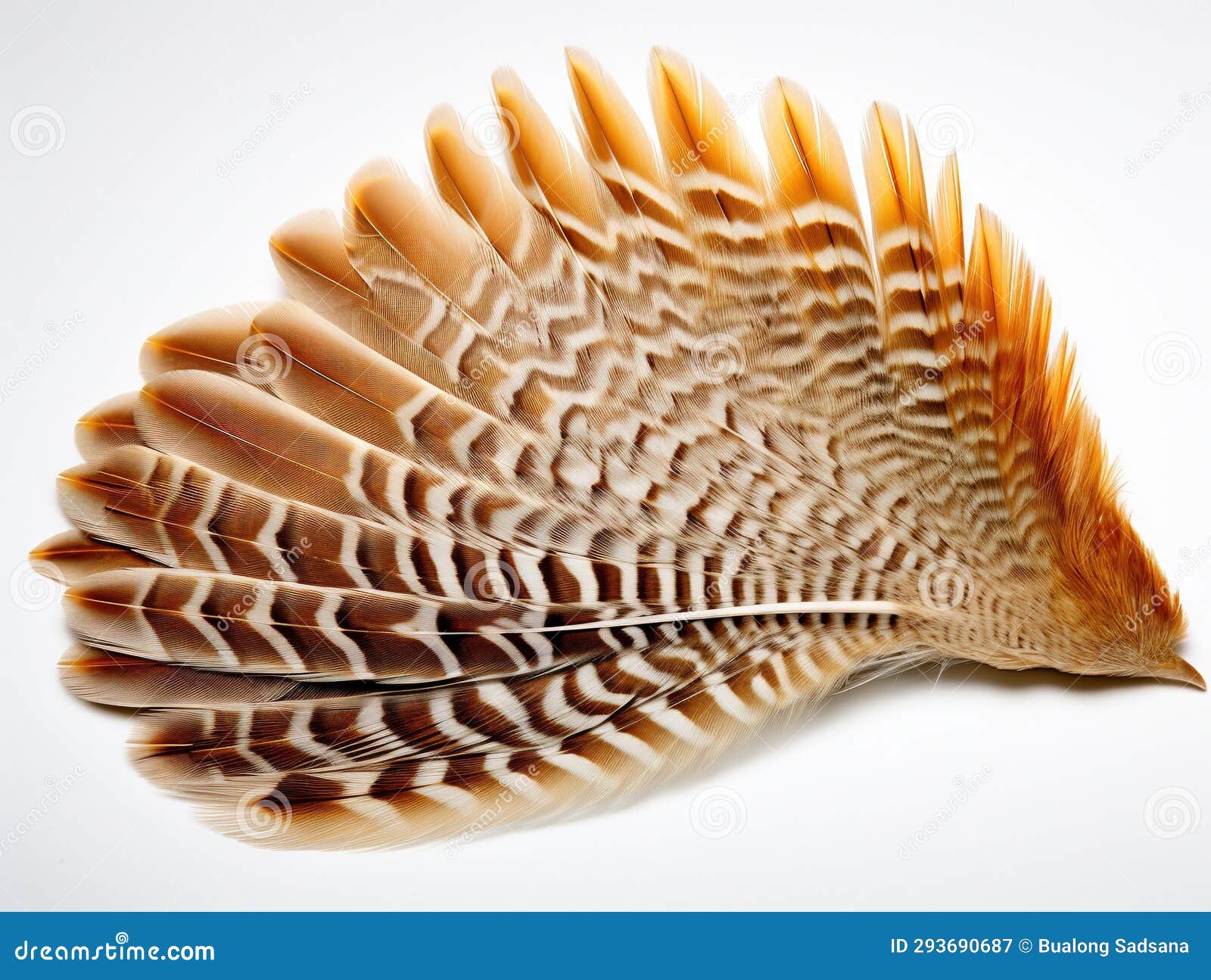 Ai Generated Illustration Wildlife Concept of Grouse Feather Stock ...