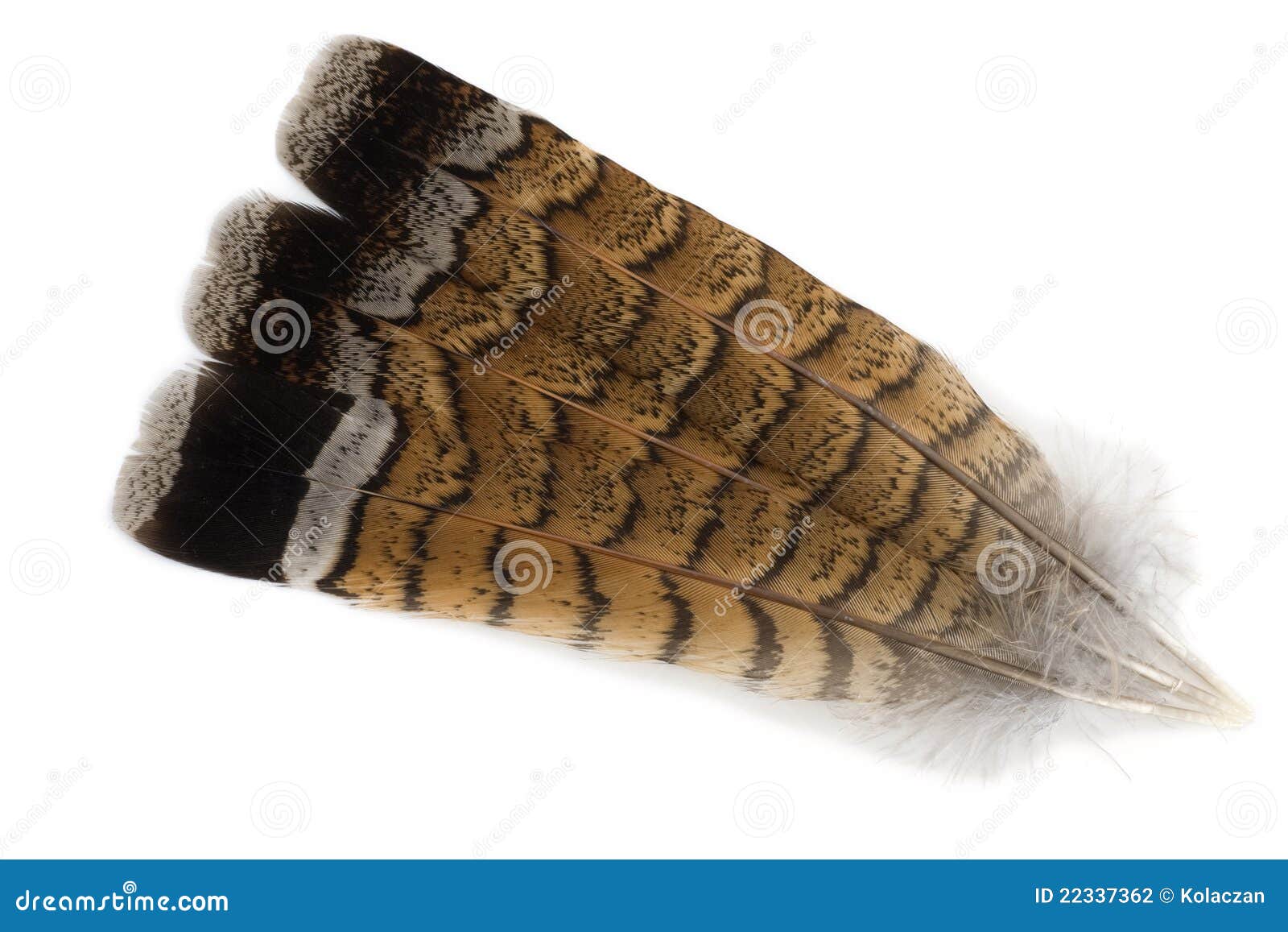 Grouse feathers stock photo. Image of colorful, individual - 22337362