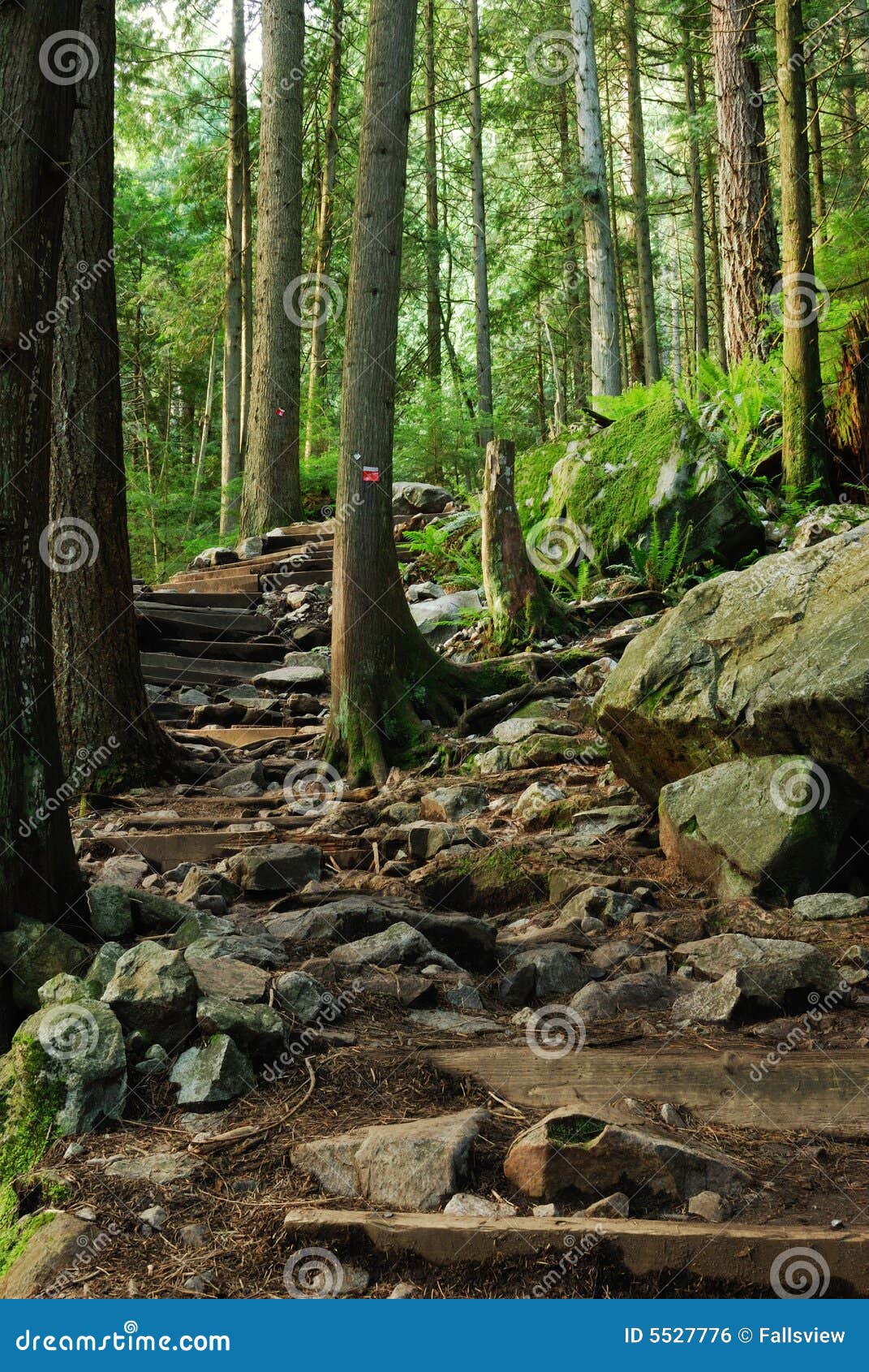 Grouse grind hiking trail stock photo. Image of forests - 5527776