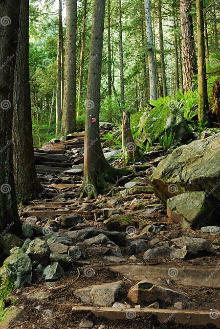 Grouse grind hiking trail stock photo. Image of forests - 5527776
