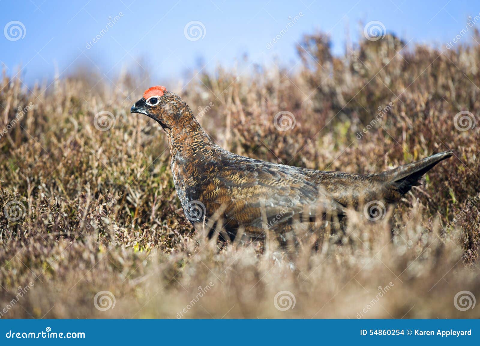 Grouse - Lagopus lagopus stock photo. Image of scottish - 54860254