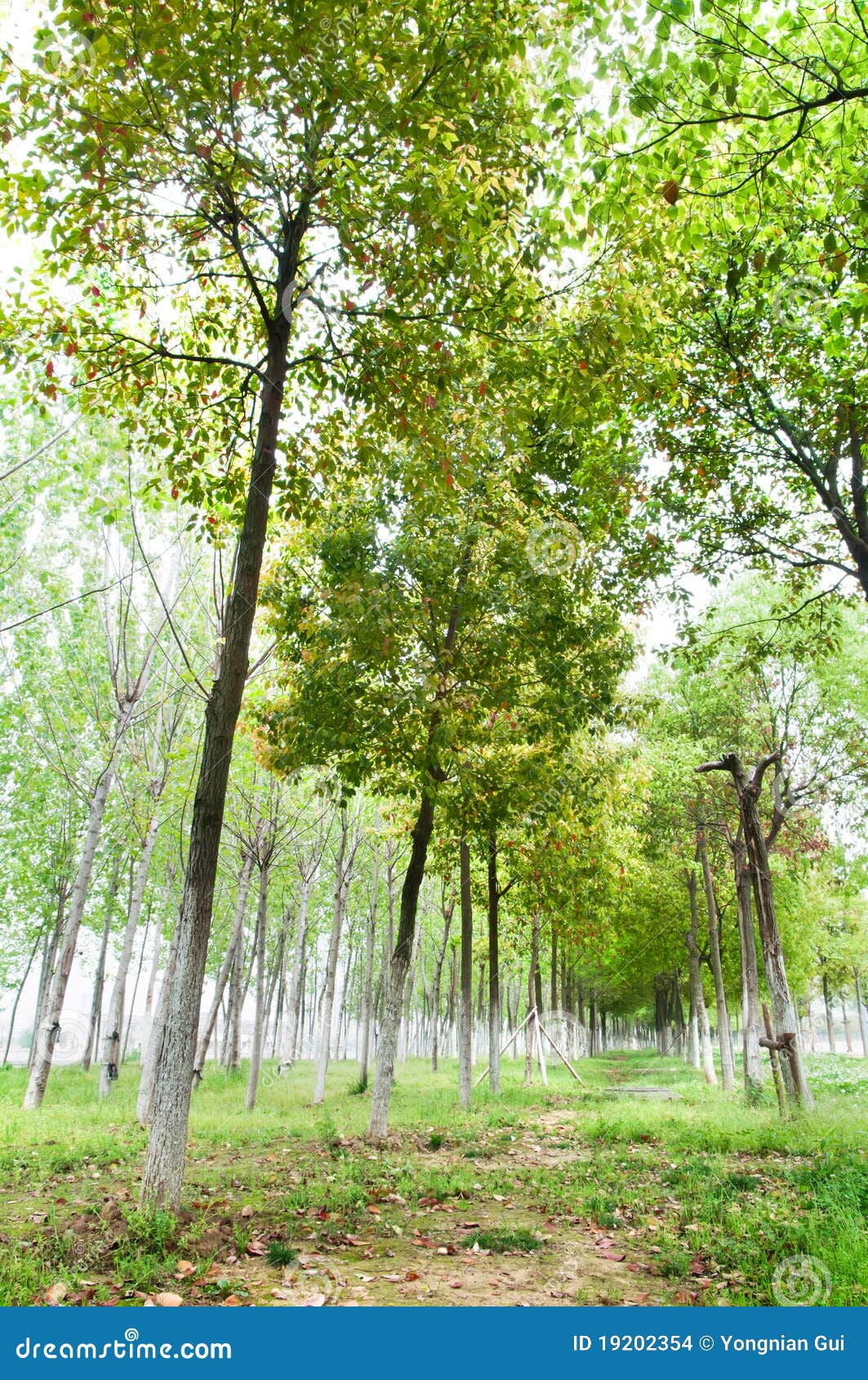 Grove stock photo. Image of outdoor, biome, plantation - 19202354