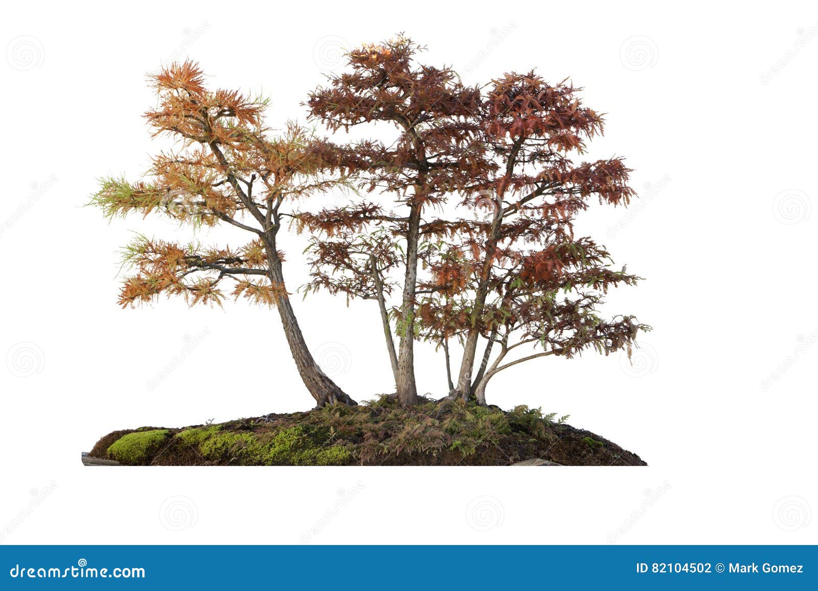 Grove of Autumn Trees, Isolated Stock Photo - Image of growth, object ...