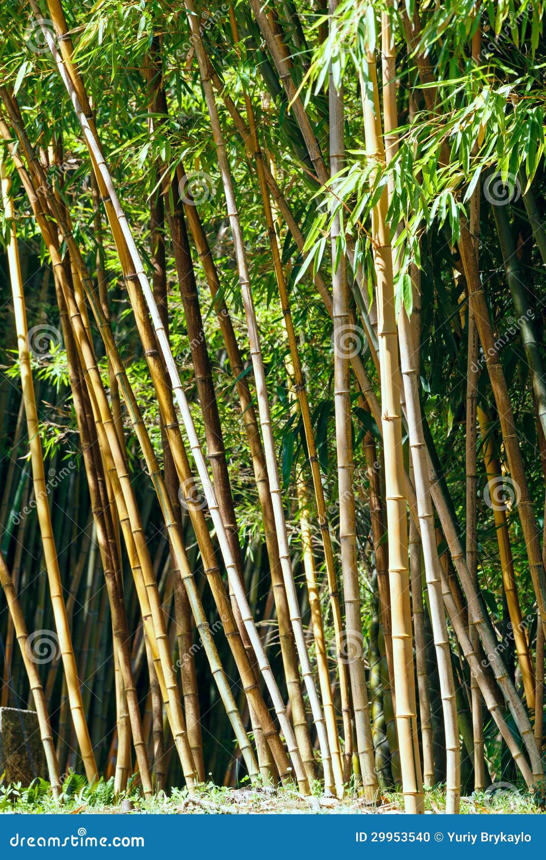 Bamboo tree stock photo. Image of stem, leaf, scenics - 29953540