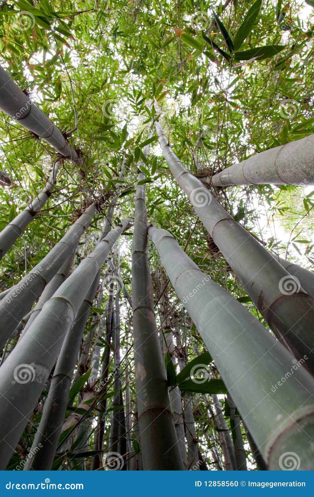 Grove of bamboo trees stock photo. Image of oriental - 12858560