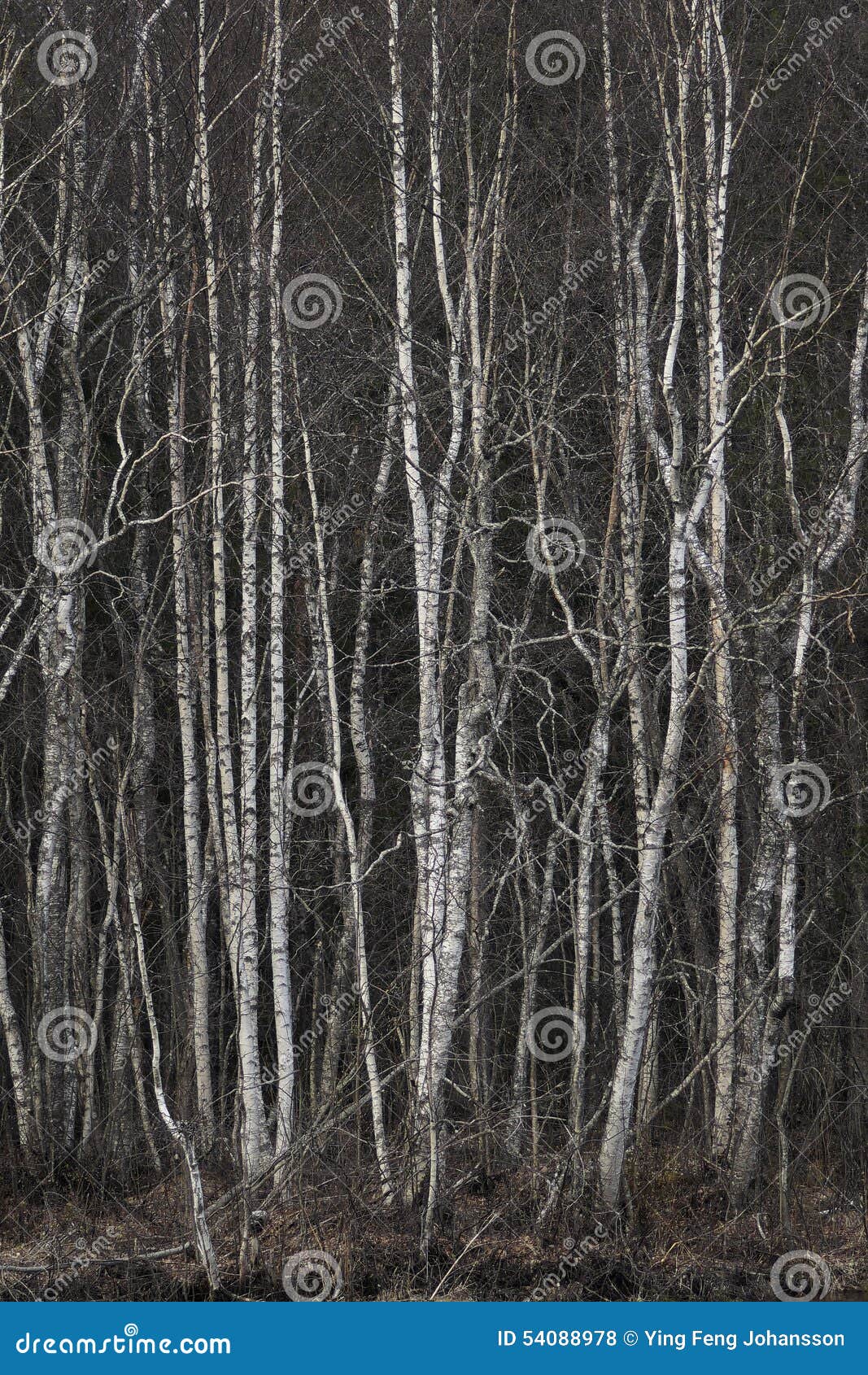 Grove of bare birch trees stock photo. Image of monochrome - 54088978