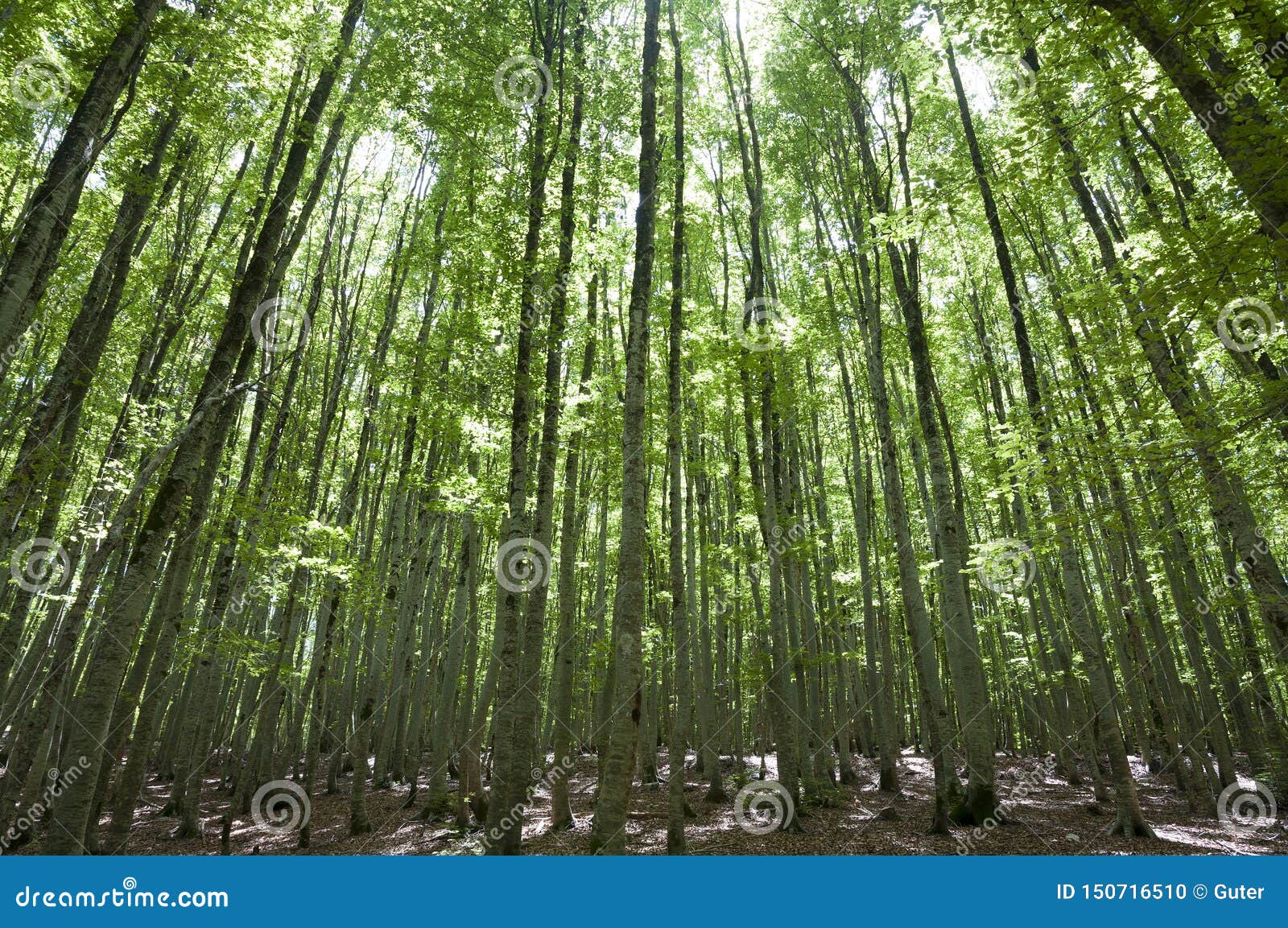 A grove of beech trees stock photo. Image of forest - 150716510