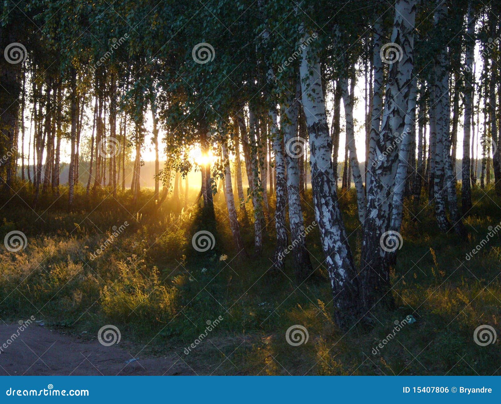 Grove birch in the evening stock photo. Image of evening - 15407806