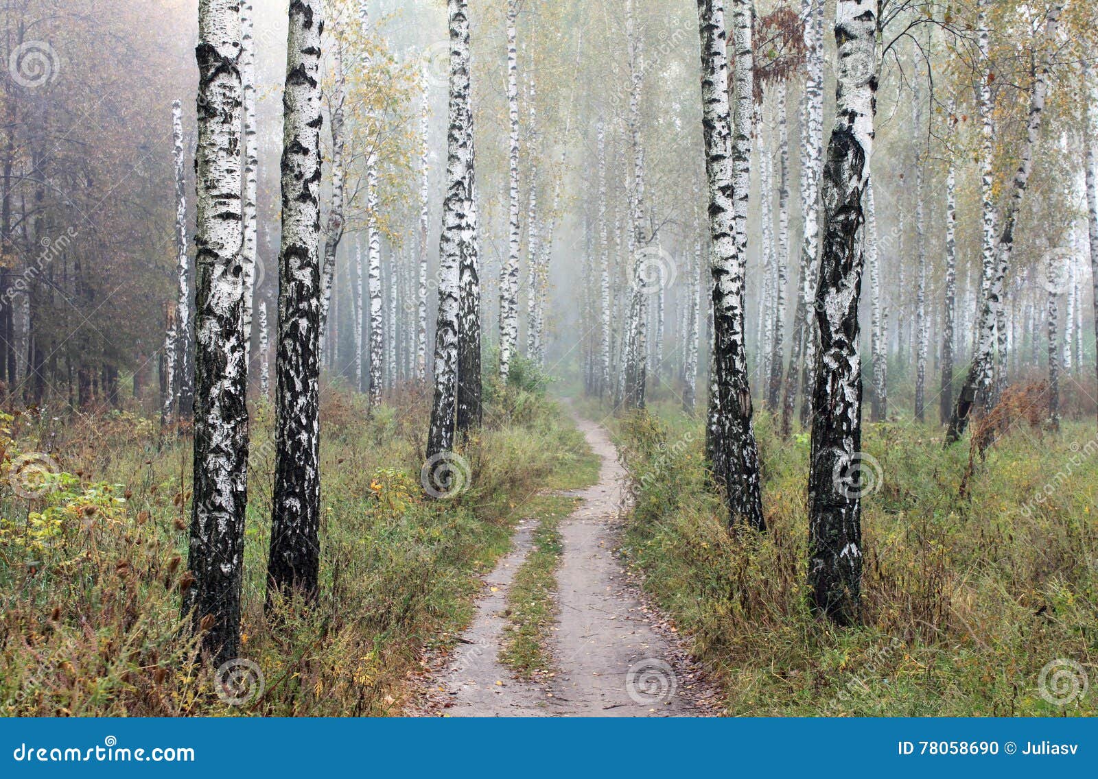 Grove of Birch Trees in Early Autumn, Fall Panorama Stock Photo - Image ...