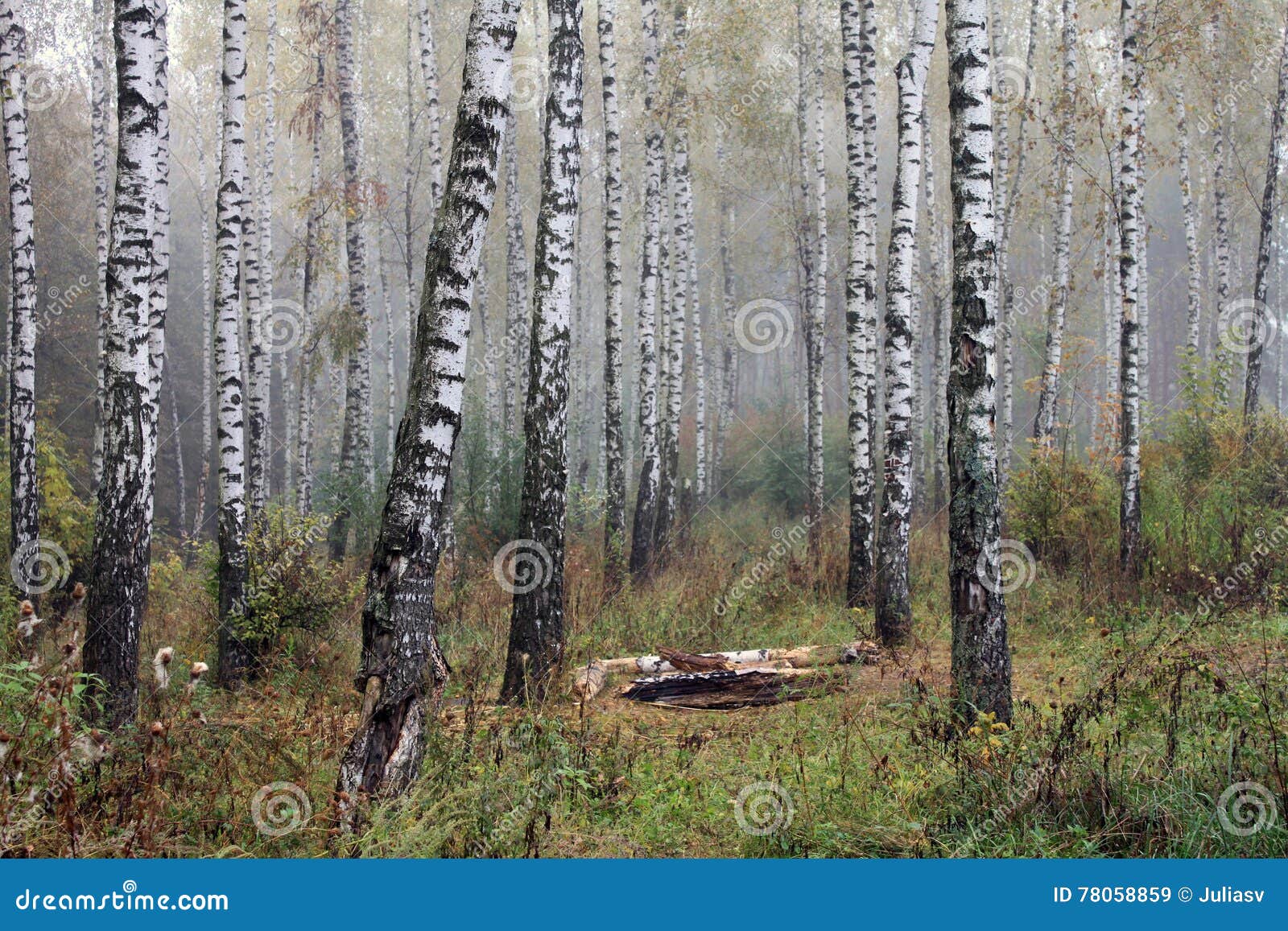 Grove of Birch Trees in Early Autumn, Fall Panorama Stock Image - Image ...