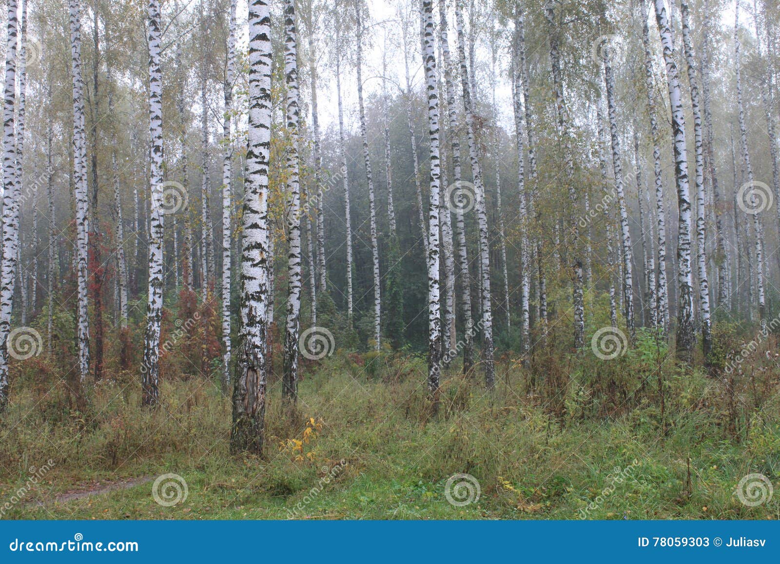 Grove of Birch Trees in Early Autumn, Fall Panorama Stock Image - Image ...