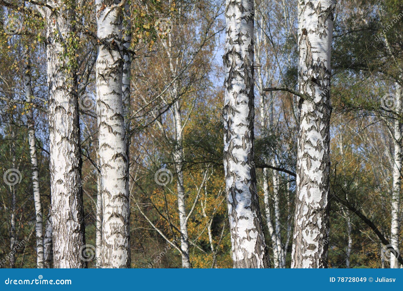 Grove of Birch Trees in Early Autumn, Fall Panorama Stock Image - Image ...