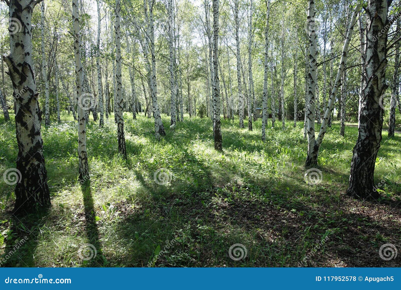 Grove of Birch Trees in May Stock Photo - Image of greenery, botany ...