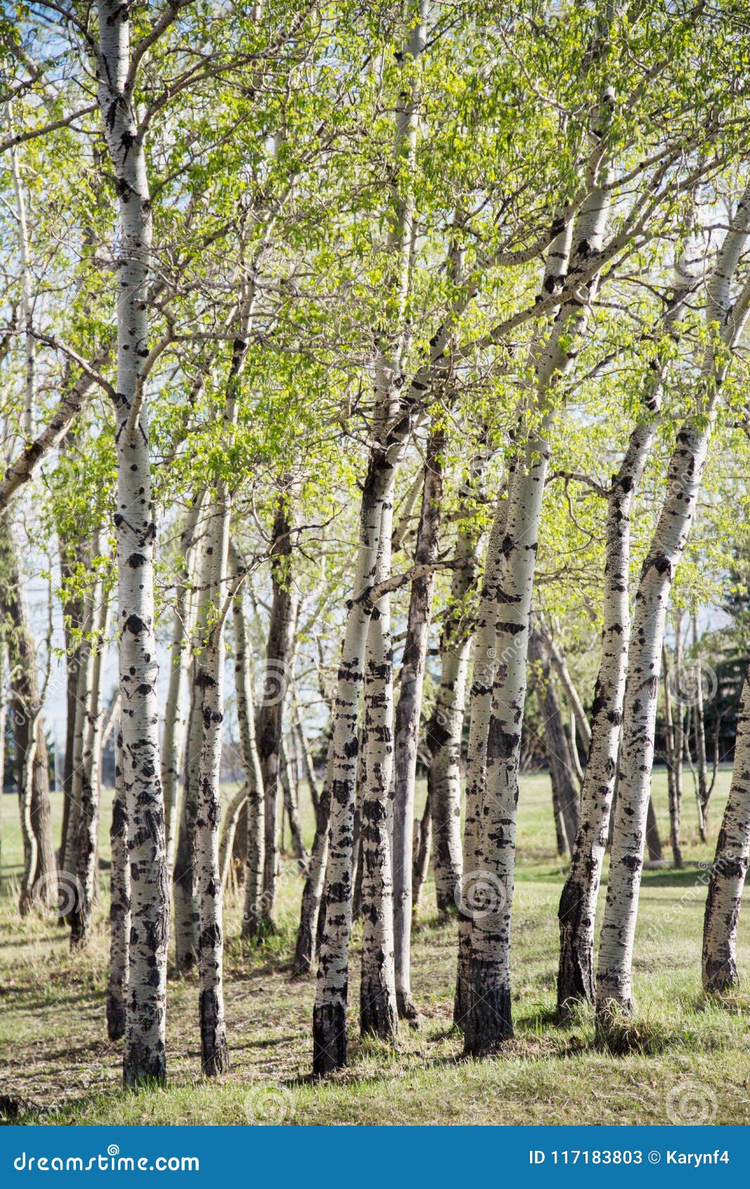 Grove of Poplar Trees in the Spring Stock Image - Image of leaf, season ...