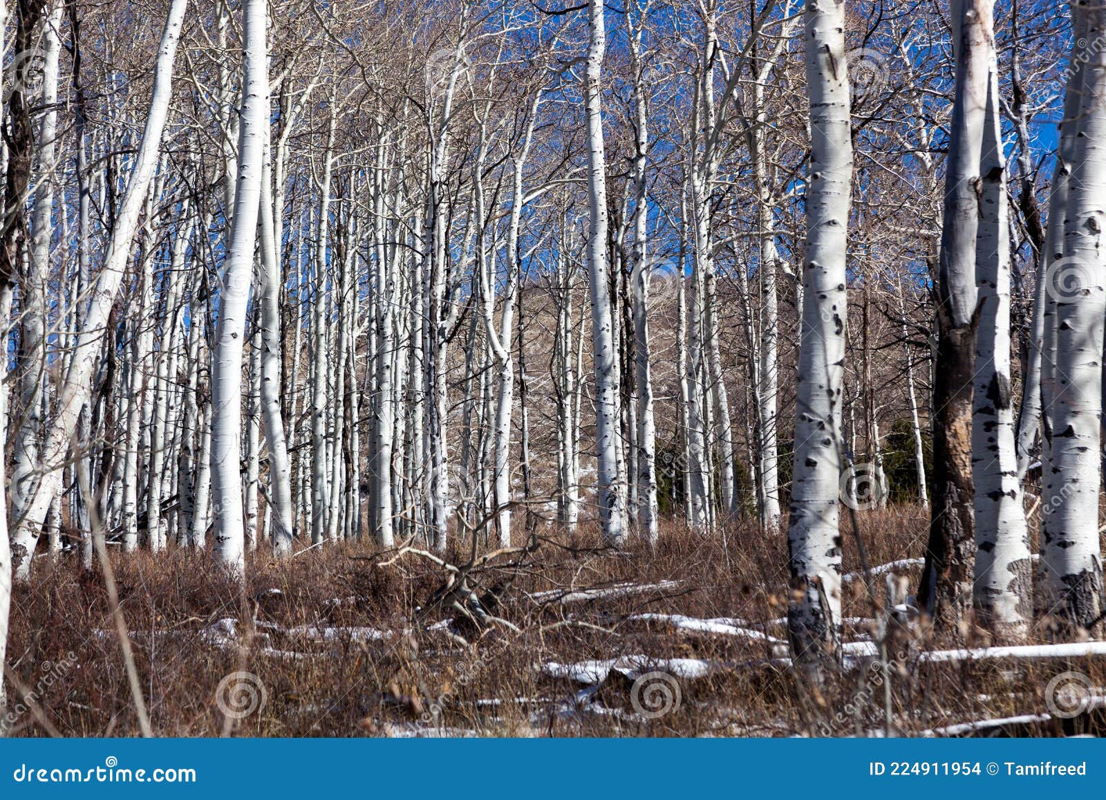 Grove of Birch Trees stock photo. Image of discover - 224911954