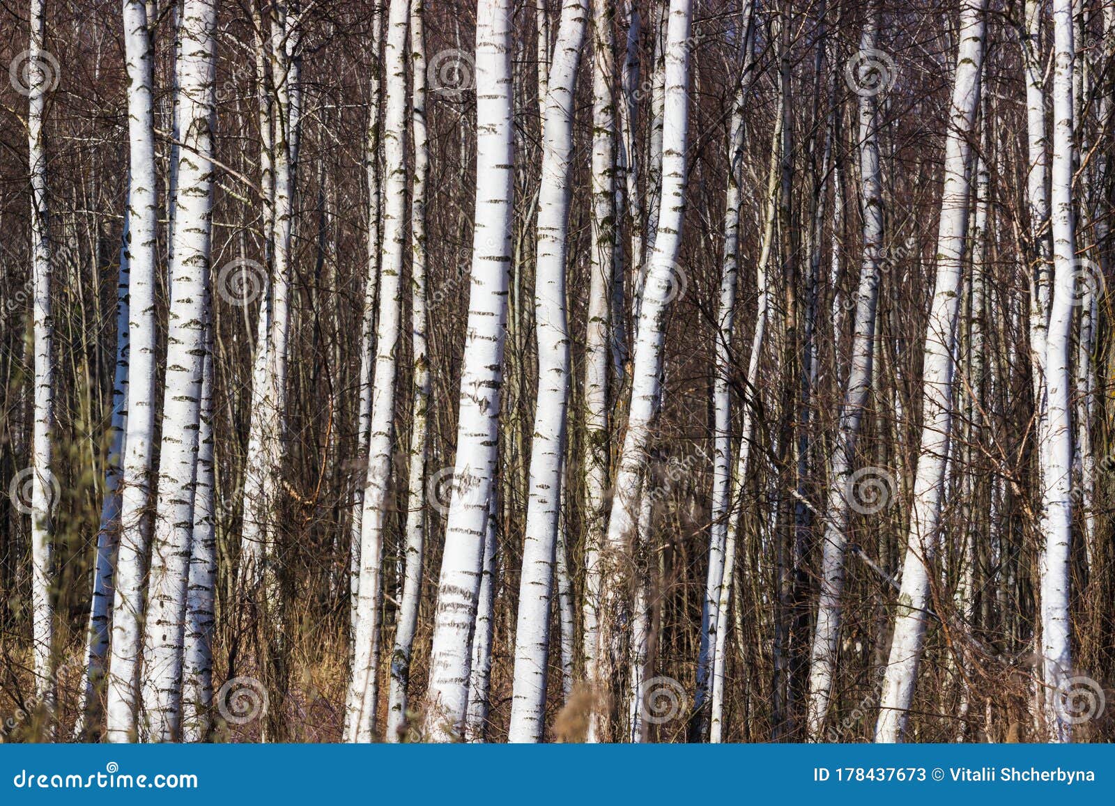Grove of Birch Trees with White Trunk in Spring Stock Image - Image of ...