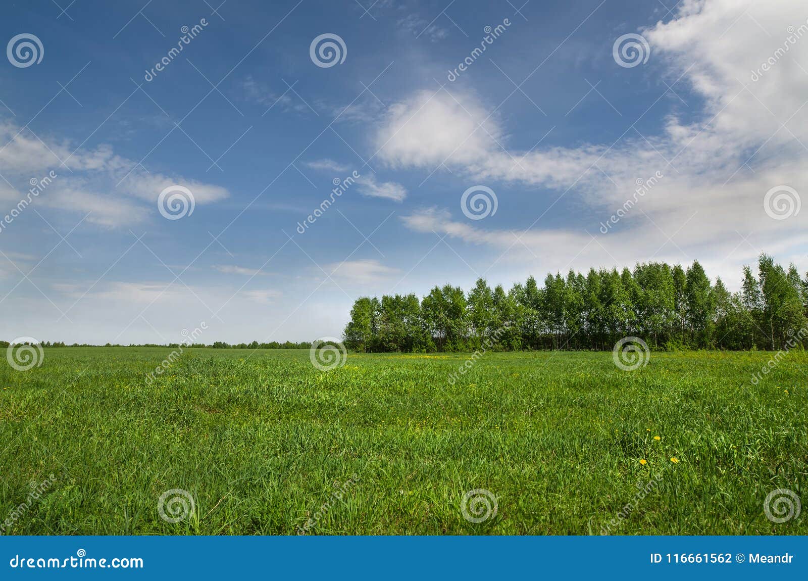 Grove at the Edge of the Field Stock Photo - Image of beauty ...