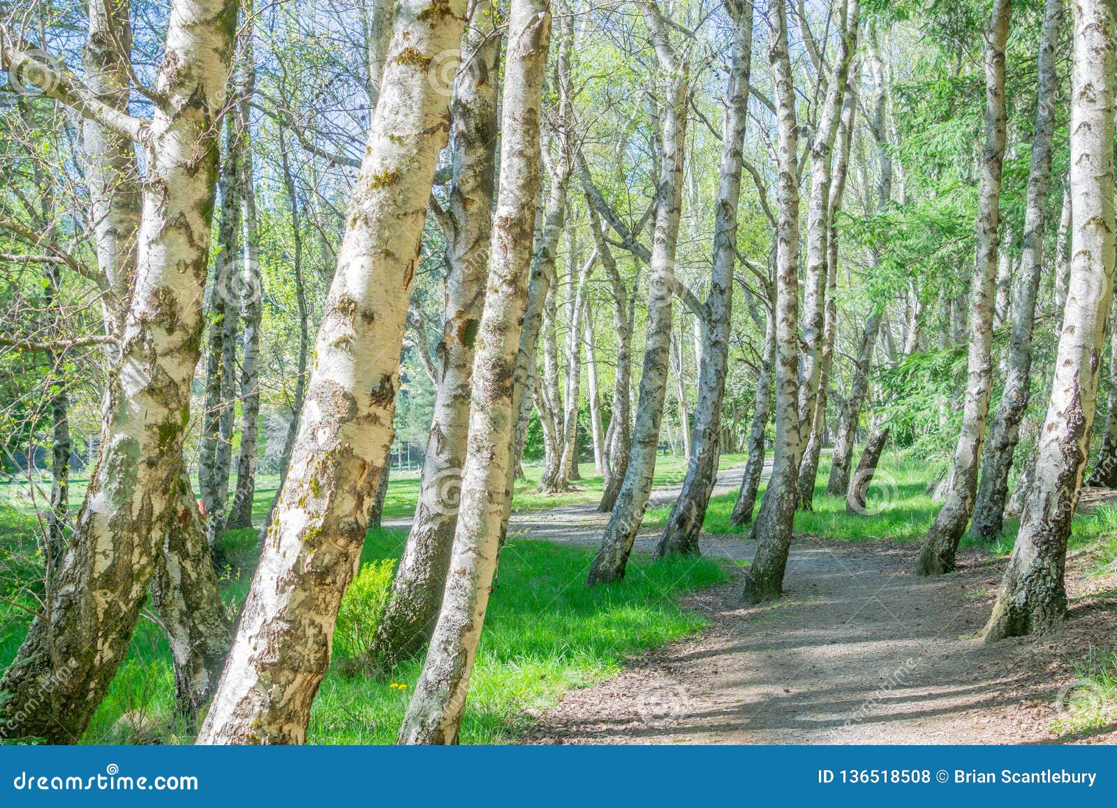 Grove Gently Leaning Birch Trees with Path Stock Photo - Image of path ...