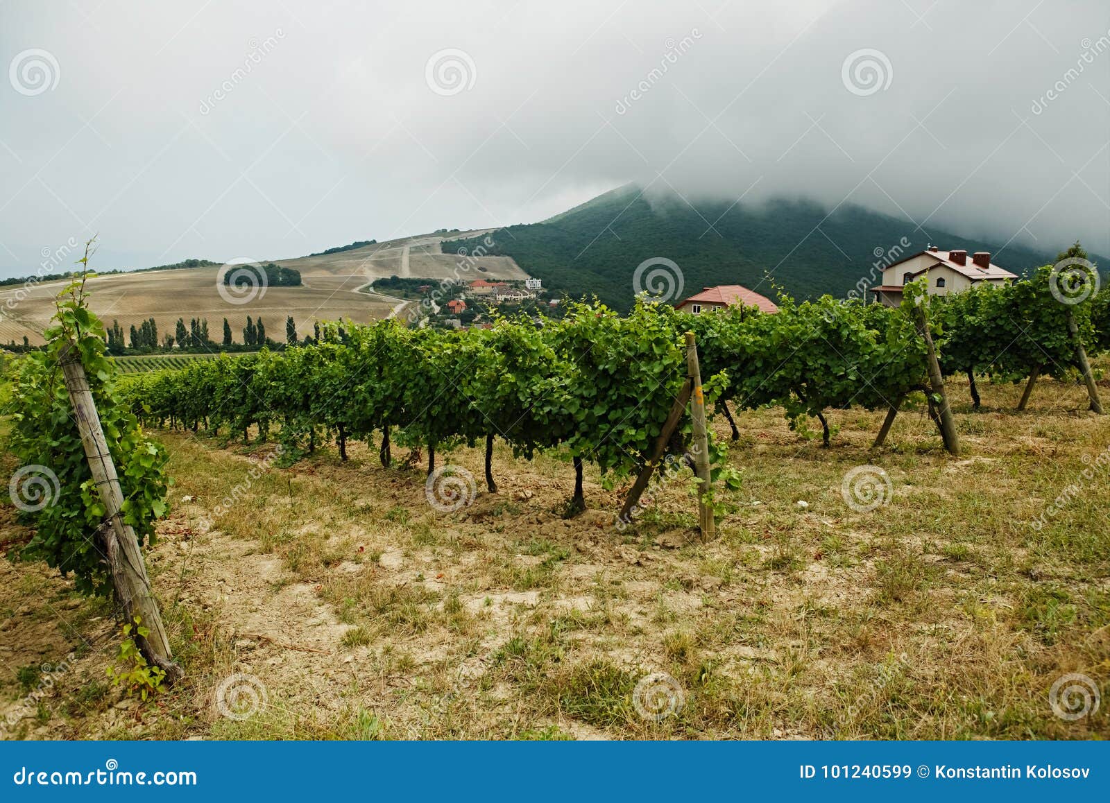 Grove with grape trees stock image. Image of panoramic - 101240599