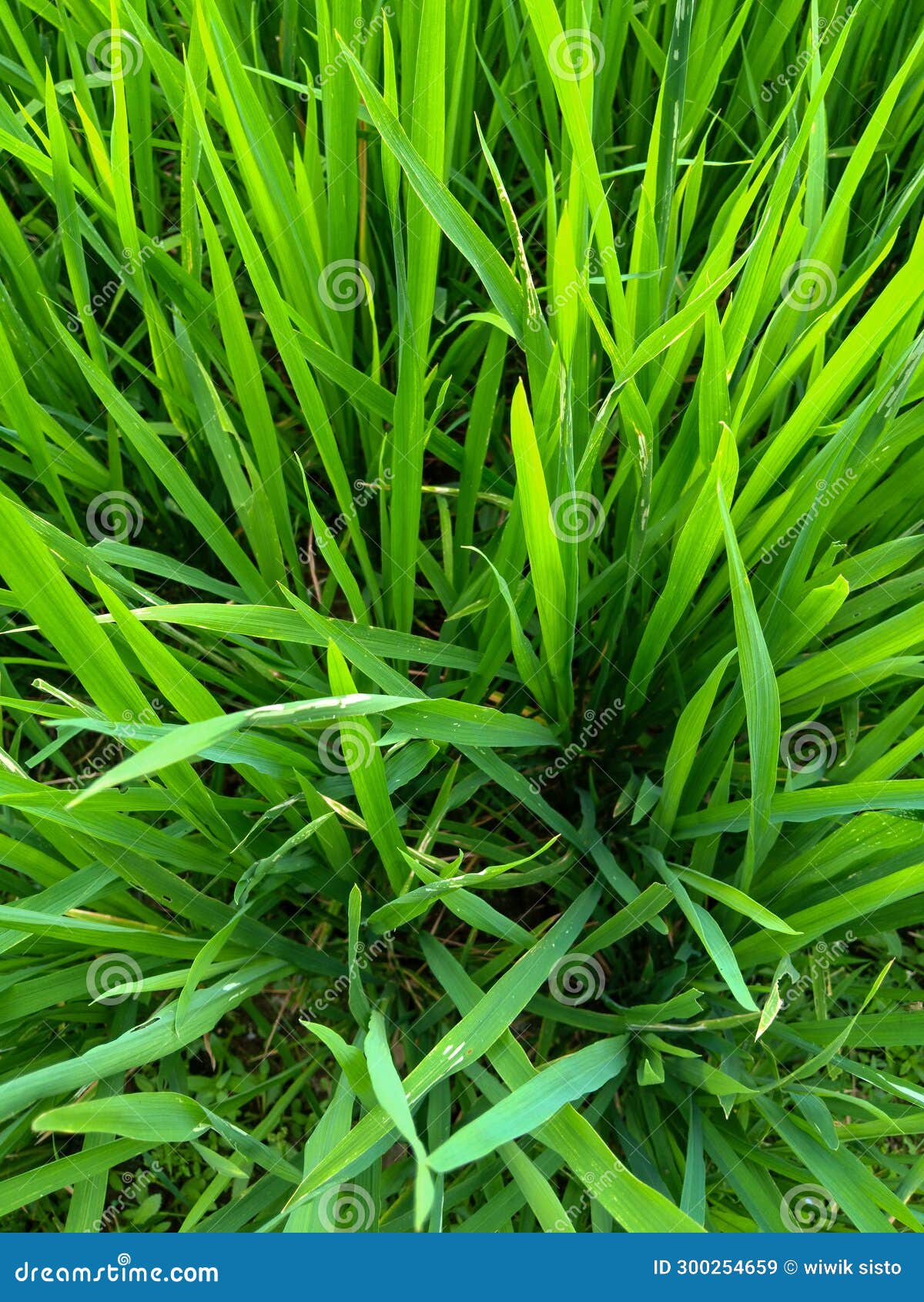A Grove of Green Rice Plant Leaves Stock Image - Image of field, rice ...