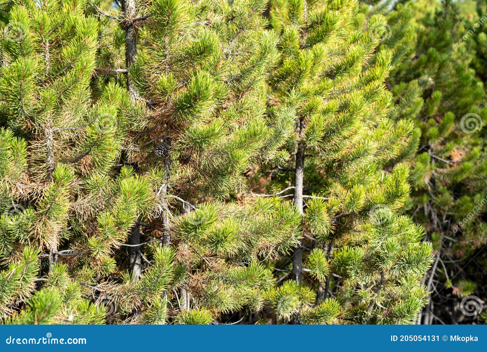 Grove of Lodgepole Pine Trees in Yellowstone National Park Stock Image ...