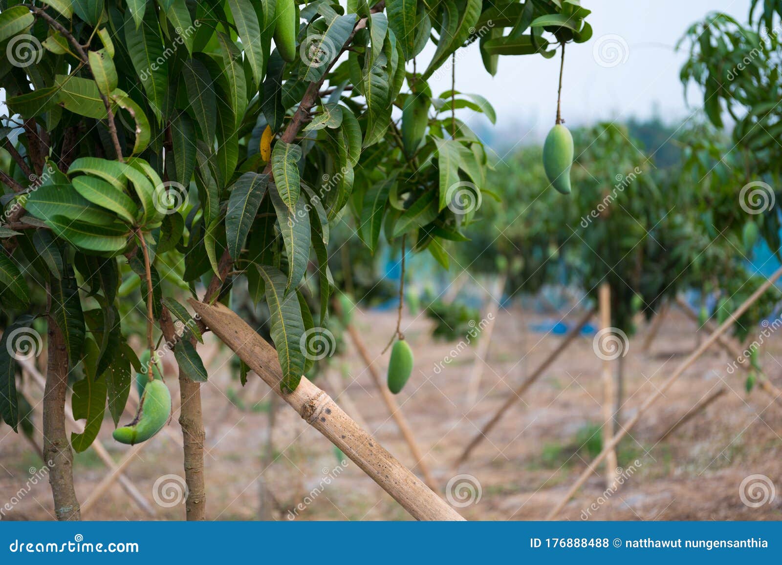 Grove with mango fruits stock photo. Image of healthy - 176888488