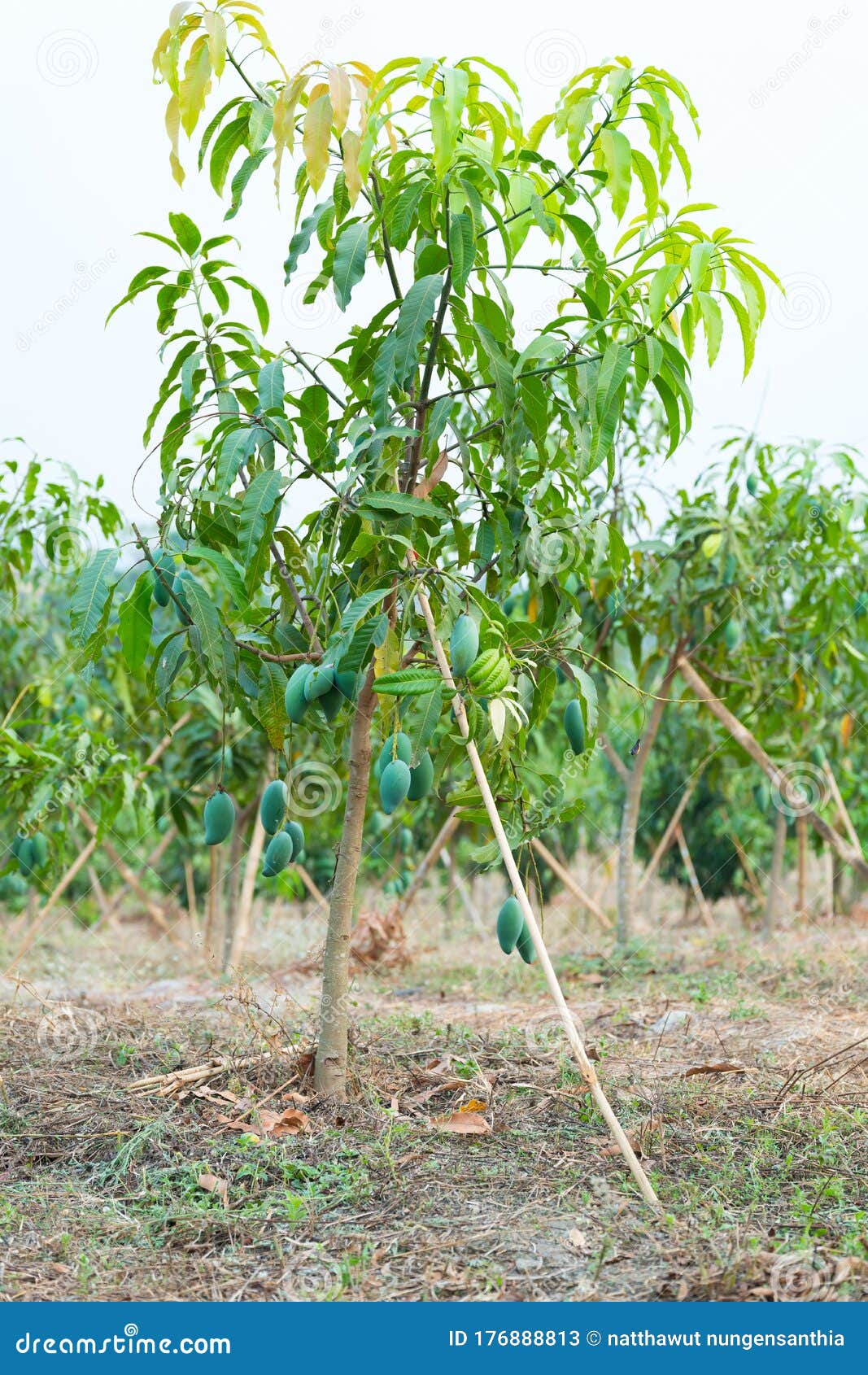 Grove with mango fruits stock image. Image of nutrition - 176888813