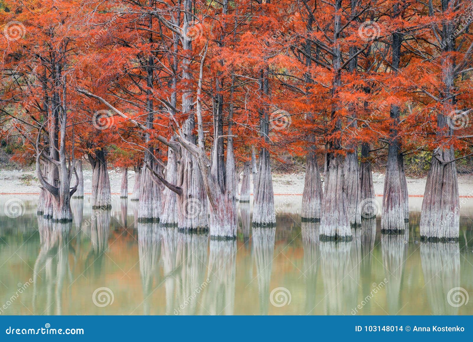 The Grove of Marsh Cypress Trees in Autumn Stock Photo - Image of ...