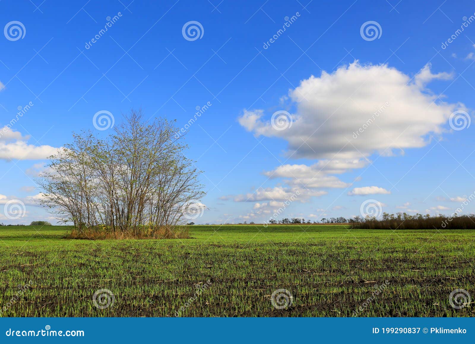 Grove in Middle of Green Agricultural Field Stock Image - Image of land ...