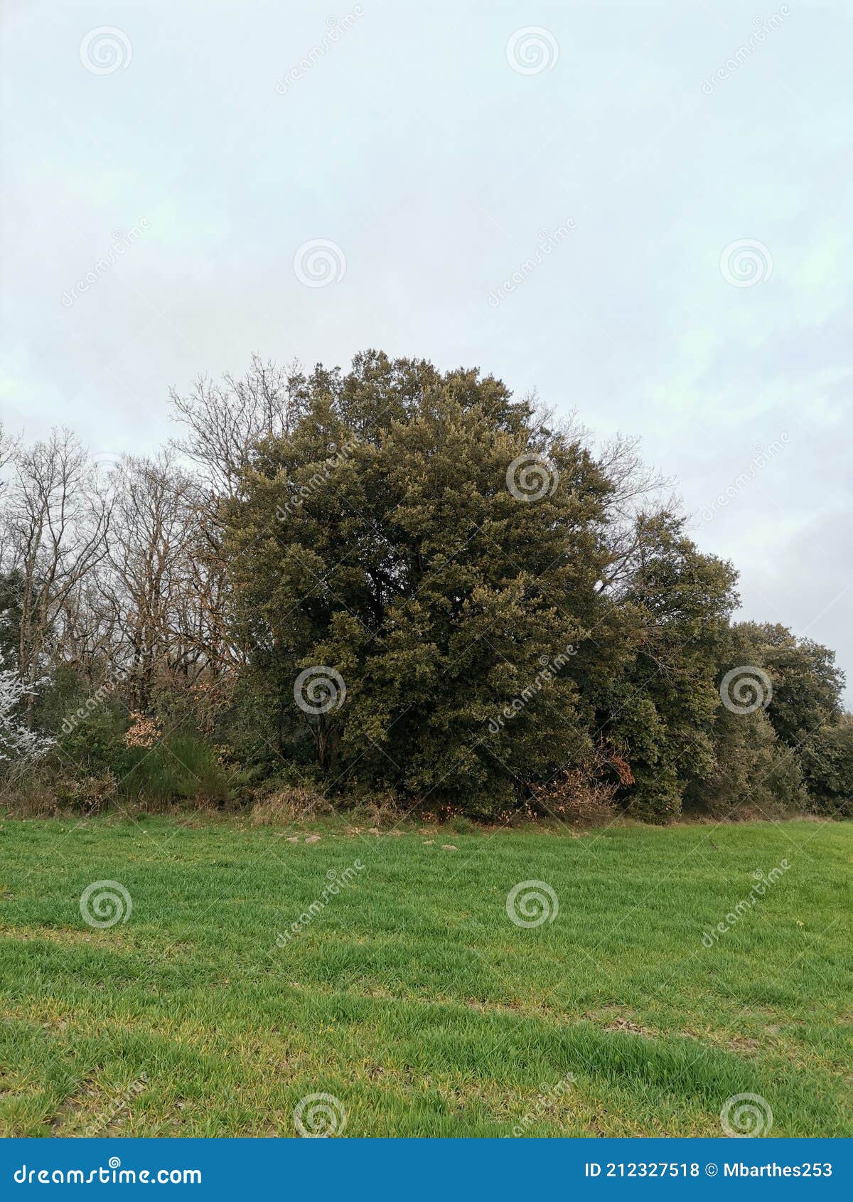 Occitanie Grove of Oak Trees Stock Photo - Image of geen, rural: 212327518