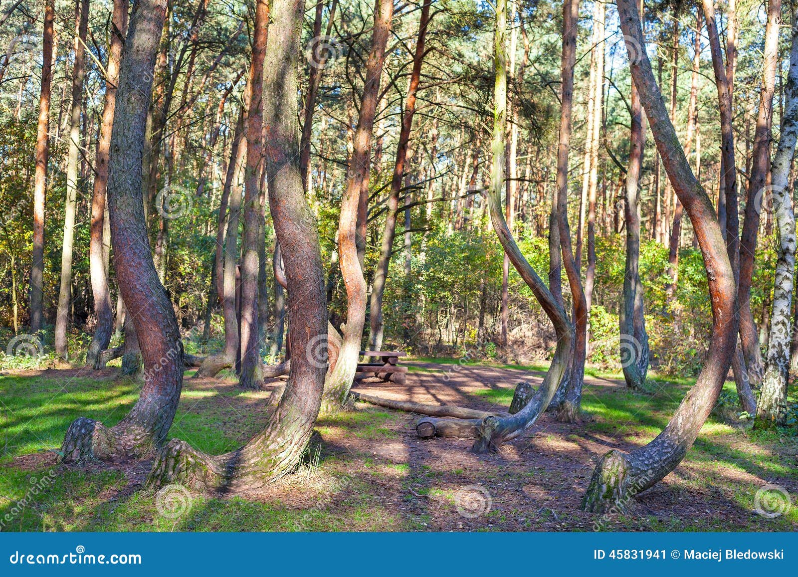 Grove of Oddly Shaped Pine Trees in Crooked Forest, Poland Stock Image ...