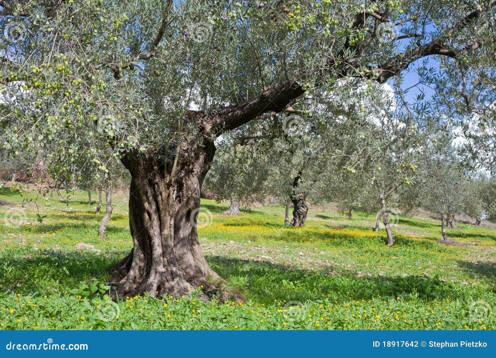 Grove of Olive Trees stock photo. Image of aged, country - 18917642