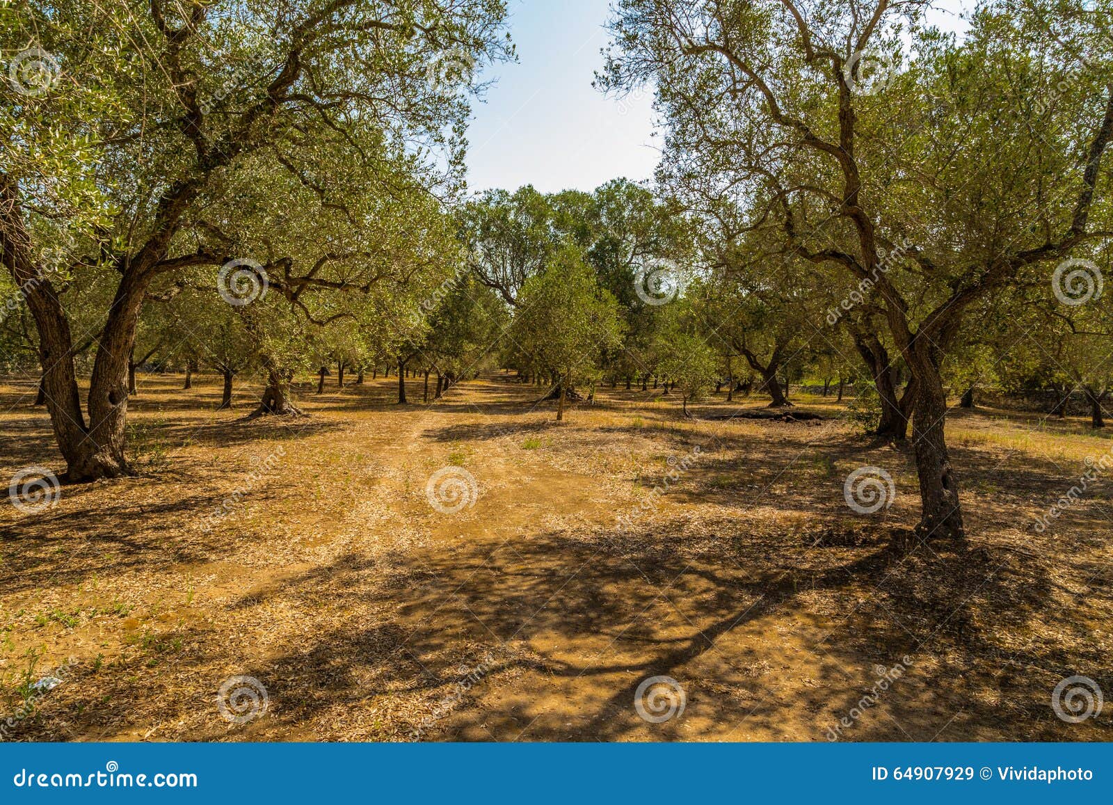 Grove of olive trees stock image. Image of rural, countryside - 64907929