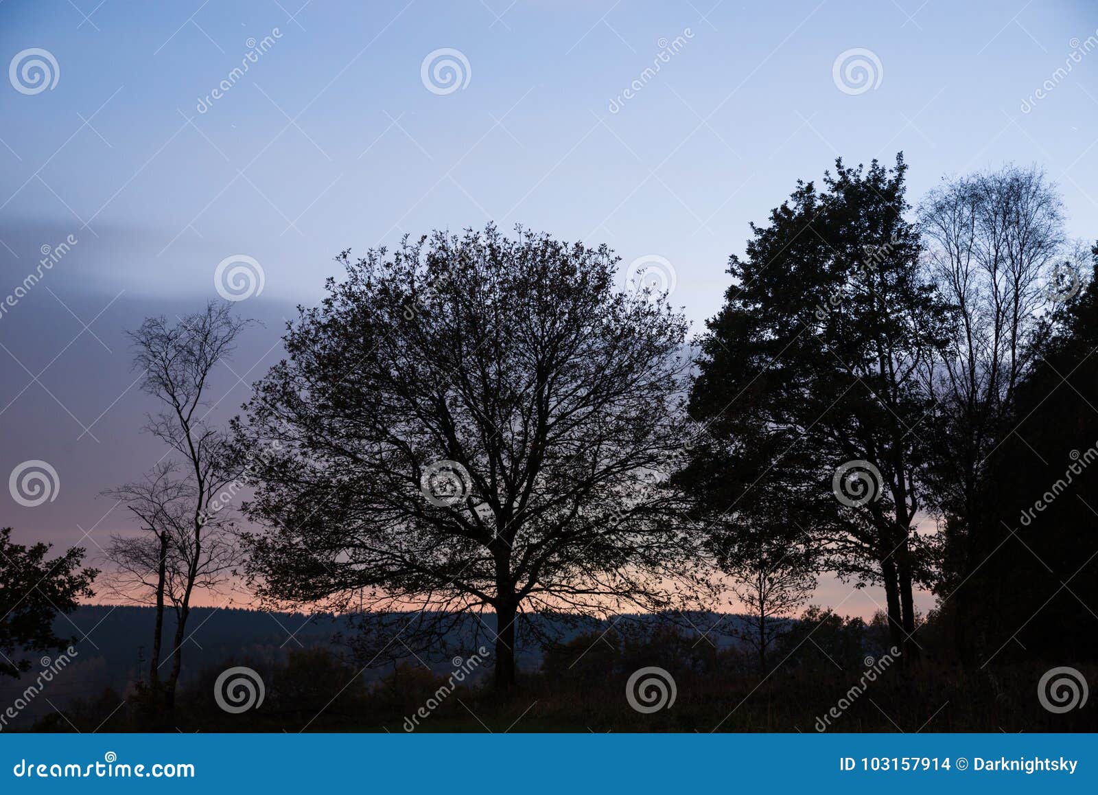 Backlight Forest during Fall Season Stock Photo - Image of negative ...