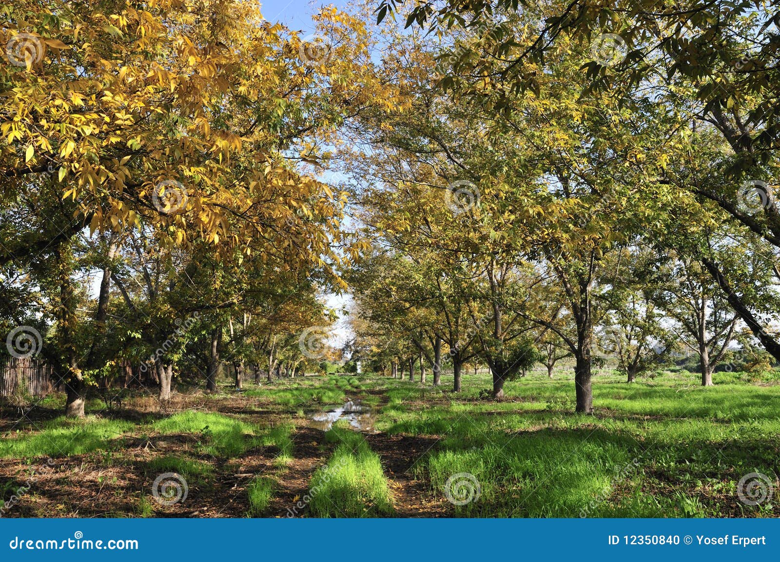 Grove the pecan stock photo. Image of nuts, agriculture - 12350840