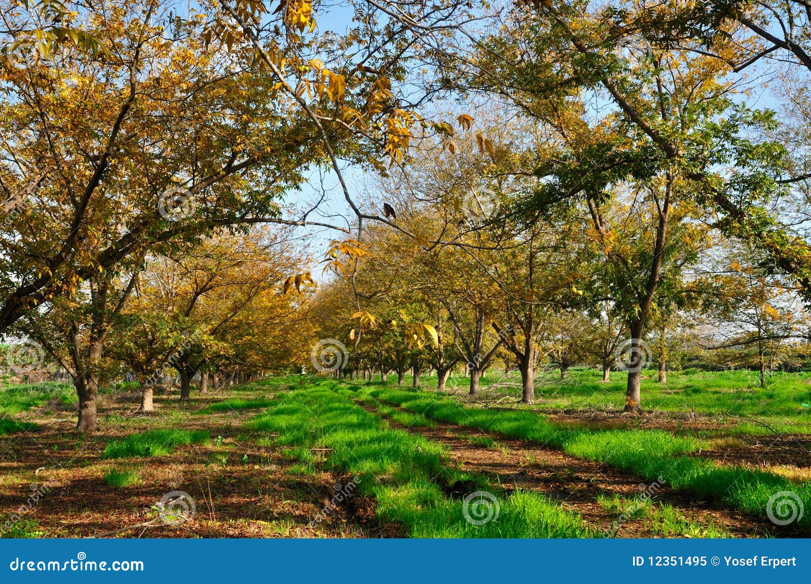 Grove the pecan stock image. Image of plantation, large - 12351495