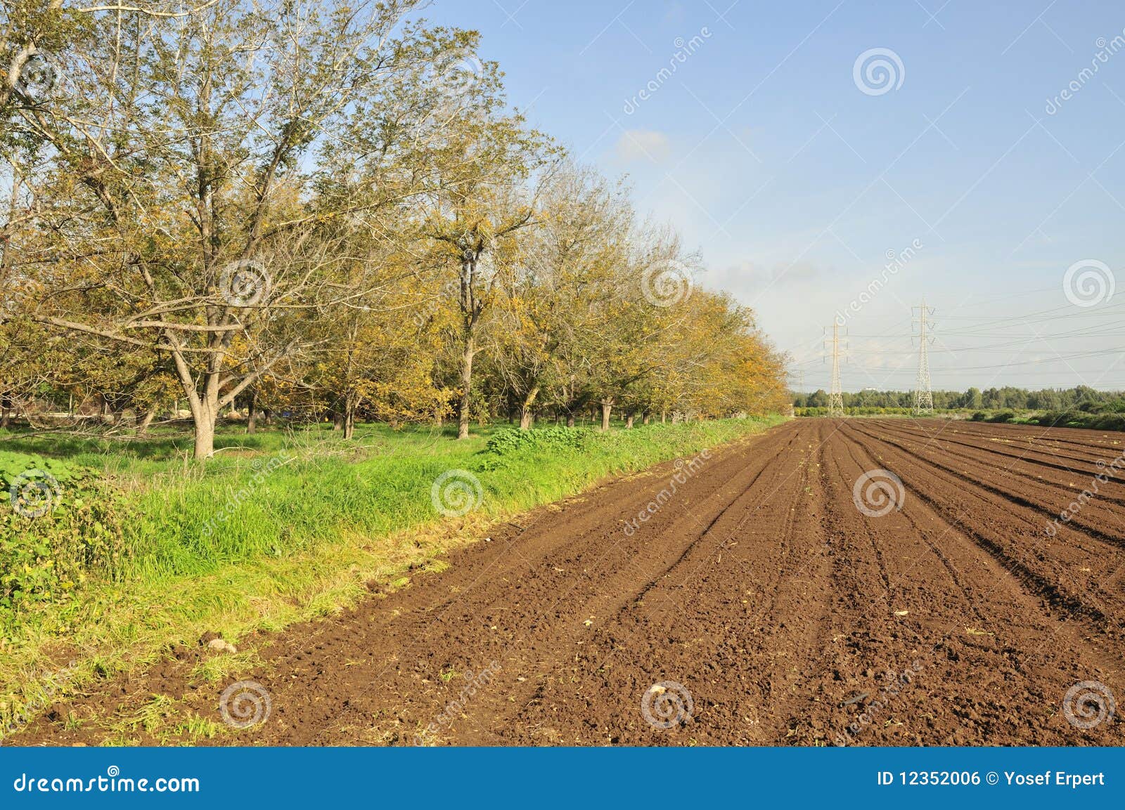 Grove the pecan stock photo. Image of pecan, tree, tillage - 12352006