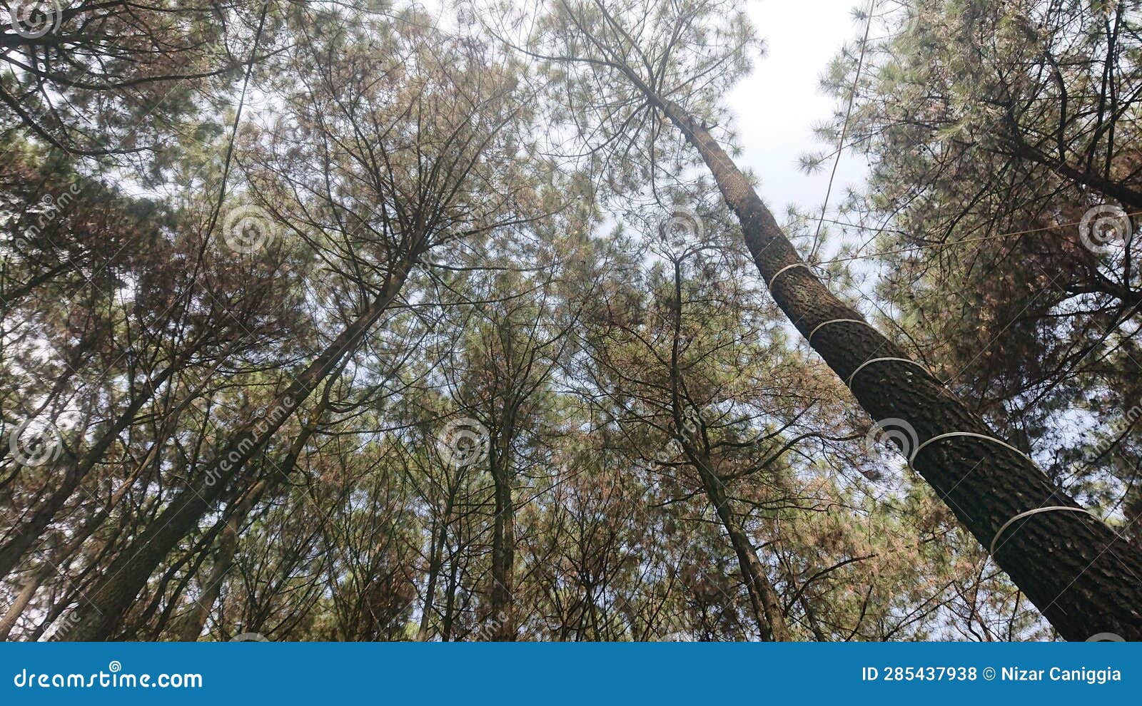 The Grove of Pine Trees in the Afternoon is Very Cool Stock Photo ...