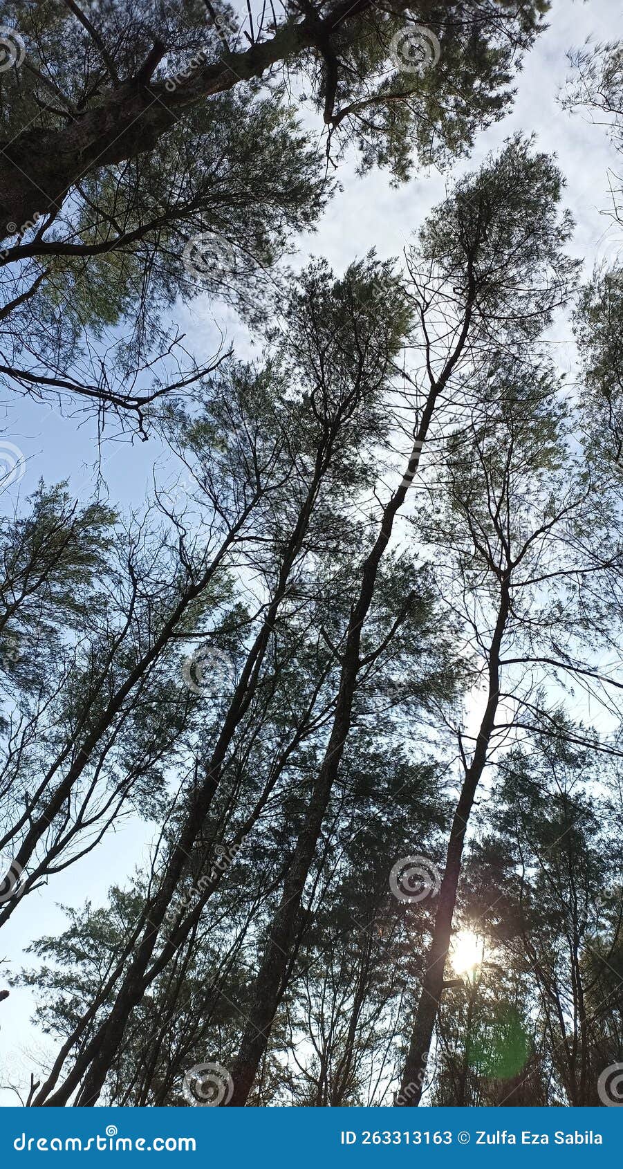 A grove of pine trees stock image. Image of towering - 263313163