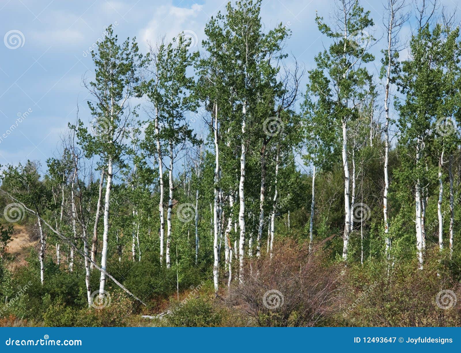 Quaking Aspen Poplar Round Leaf Texture Macro, Fresh And Green Royalty ...