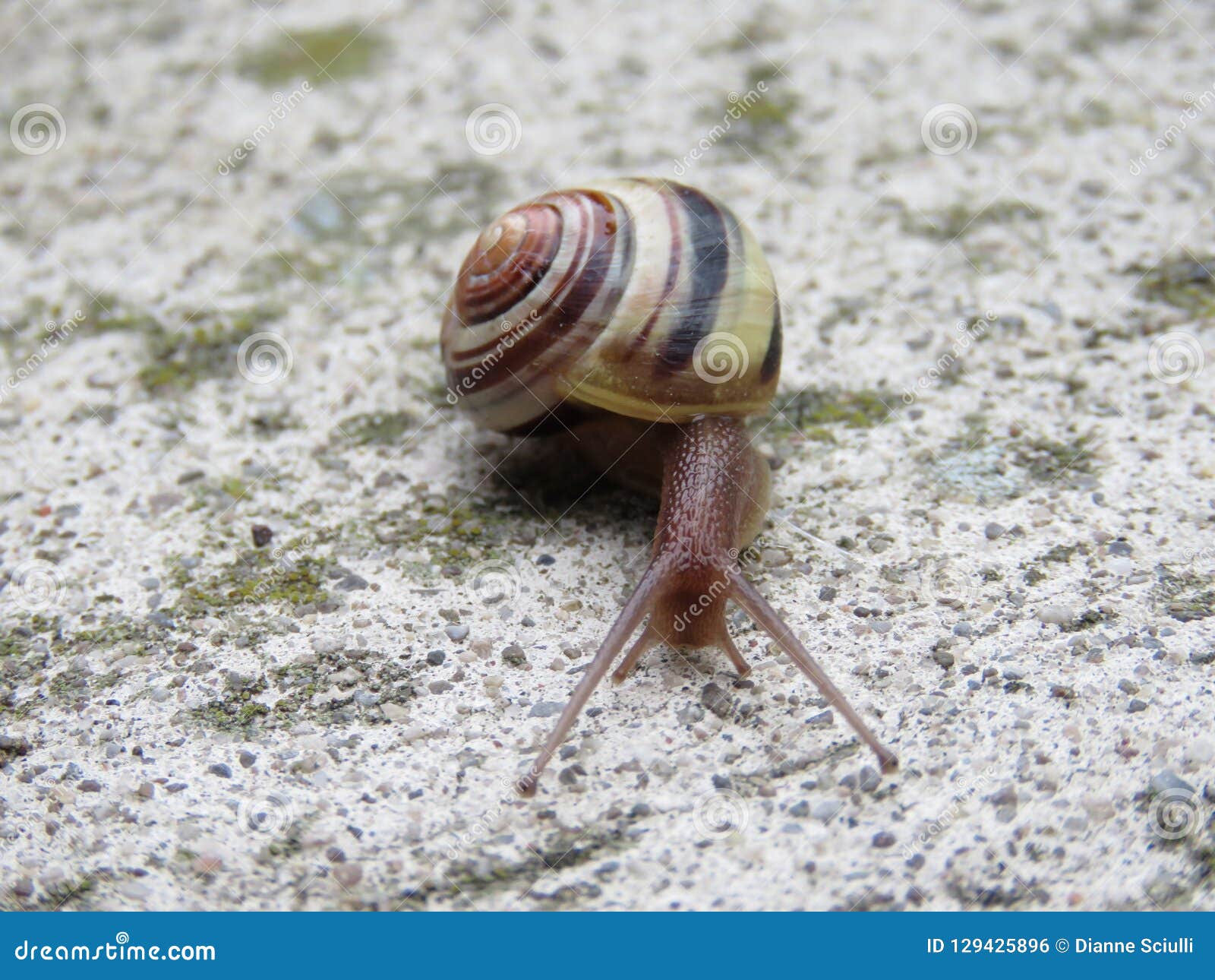 Grove Snail stock photo. Image of macro, common, shell - 129425896