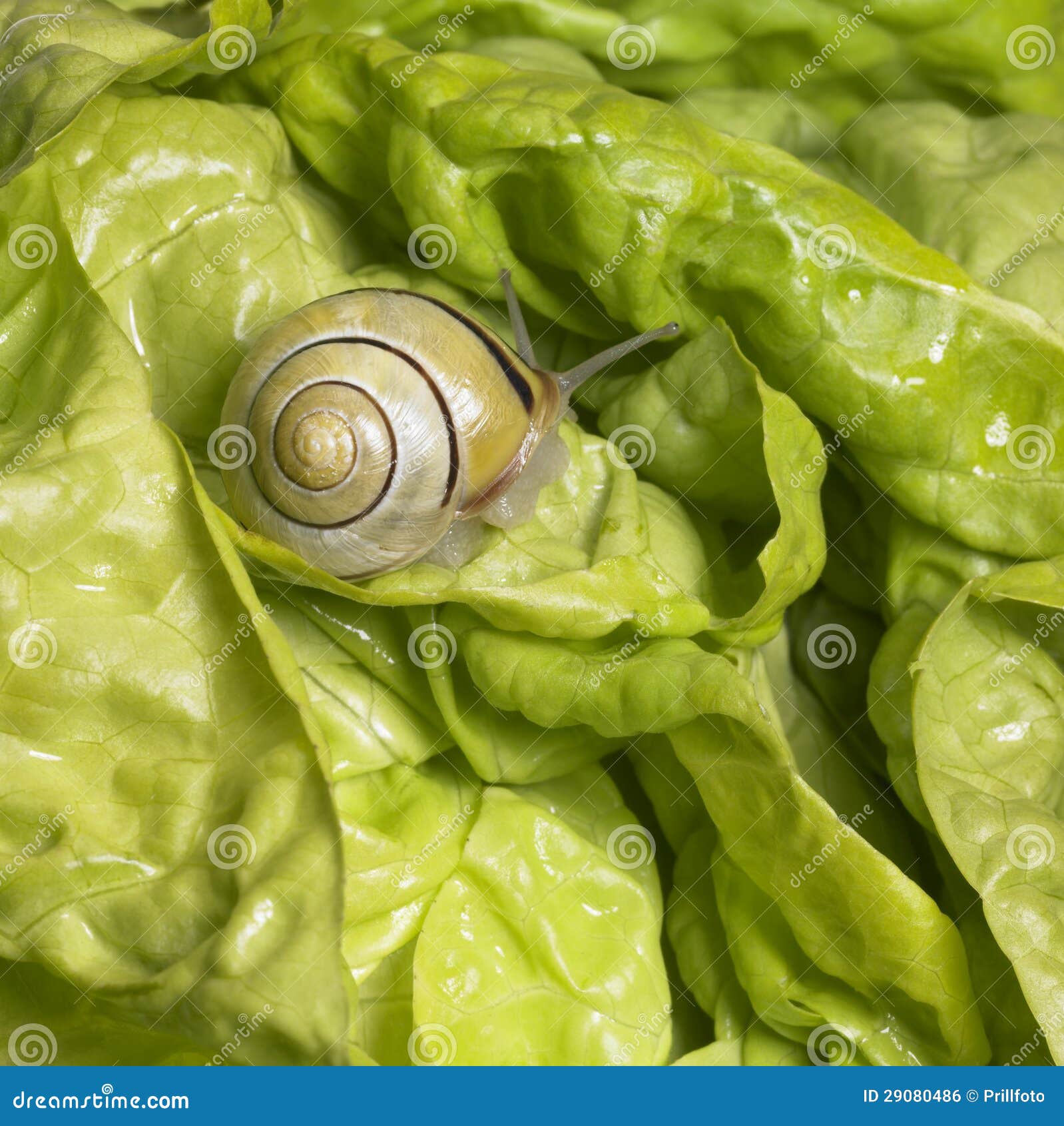 Grove Snail upon Green Lettuce Stock Photo - Image of lettuce, frame ...