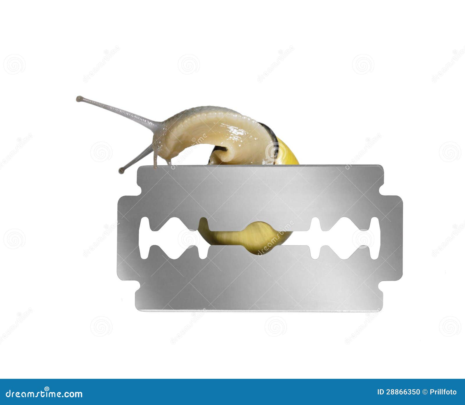 Grove Snail and Razor Blade Stock Photo - Image of closeup, nature ...